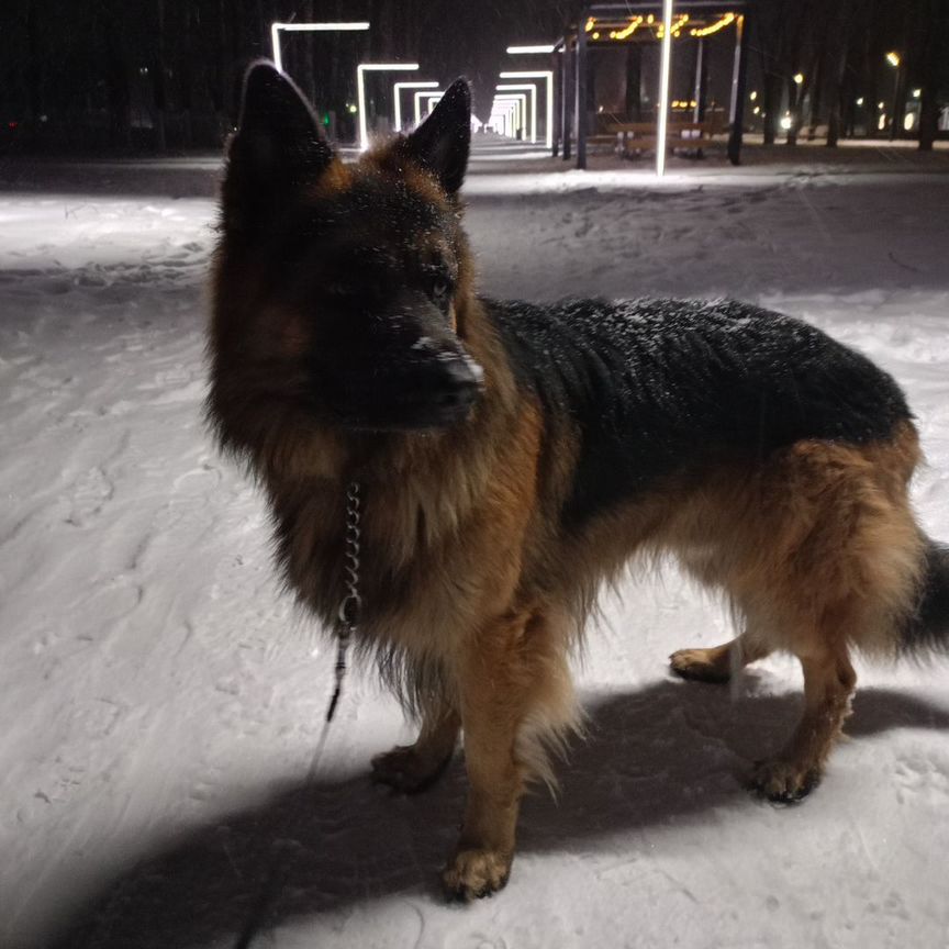 Вязка собак немецкая овчарка