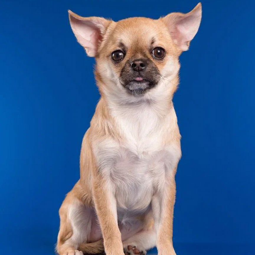 Девчушка чихуахуа