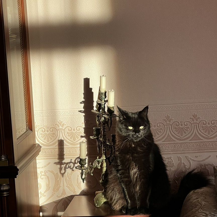 Кошечки бирма-мейнкун