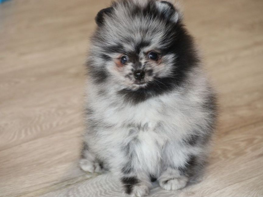 Померанцы мальчик и девочка