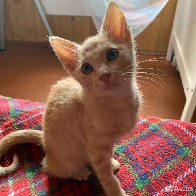 Рыжий котенок,привезём