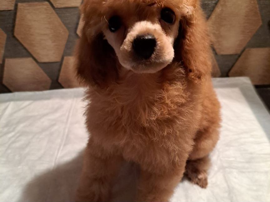 Роскошные щеночки миниатюрного пуделяСупер Крови