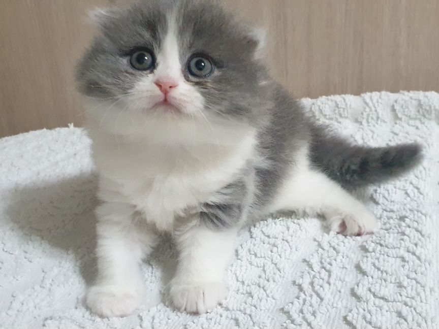 Кошка шотландка