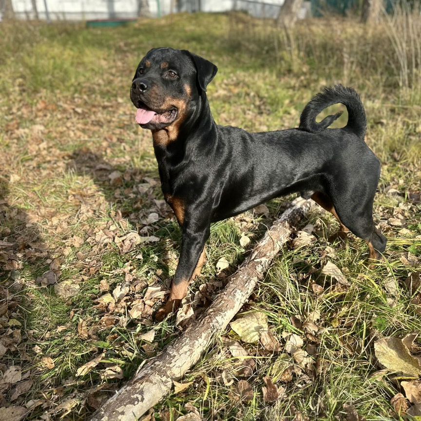 Отдам в добрые руки ротвейлера