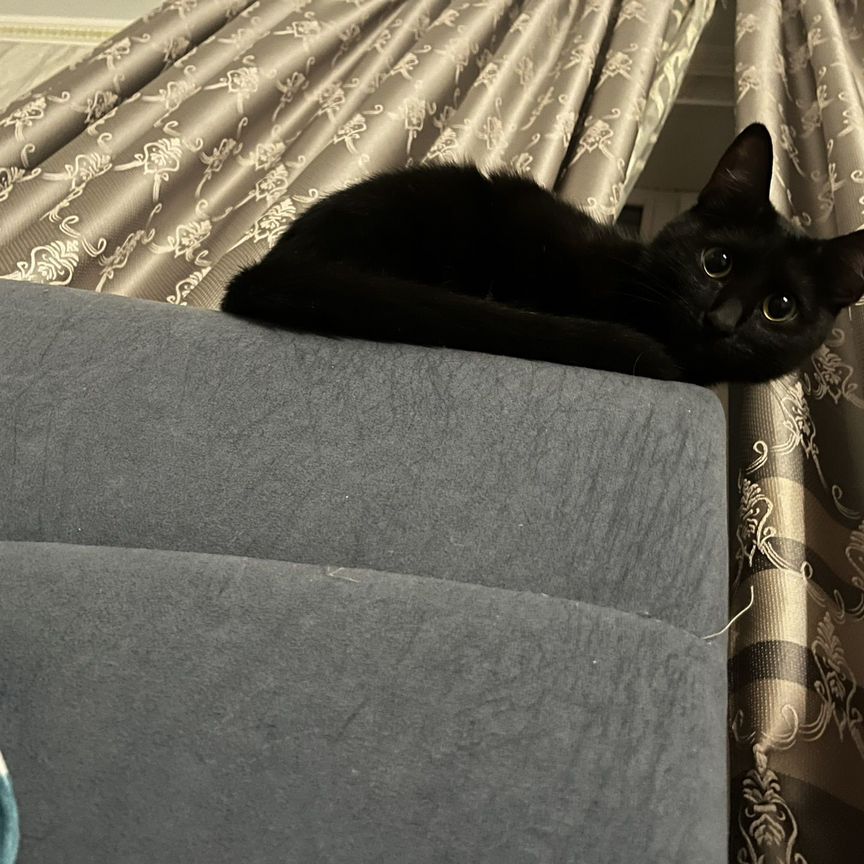 Черная кошка