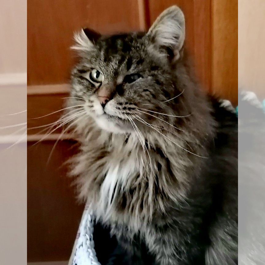 Кошка хорошая спокойная добрая милая