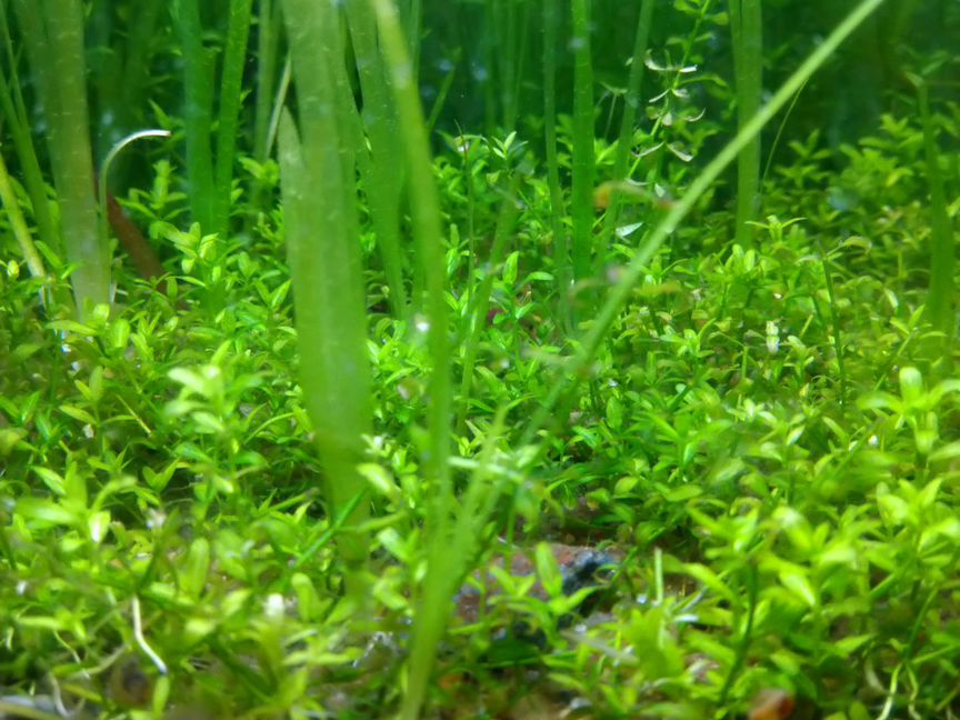 Аквариумные растения