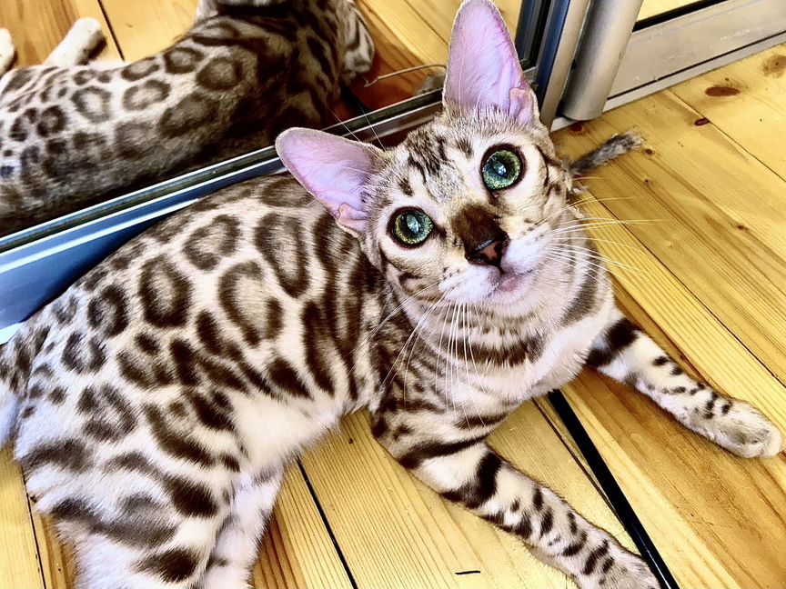 Бенгальская кошечка - снежный котенок