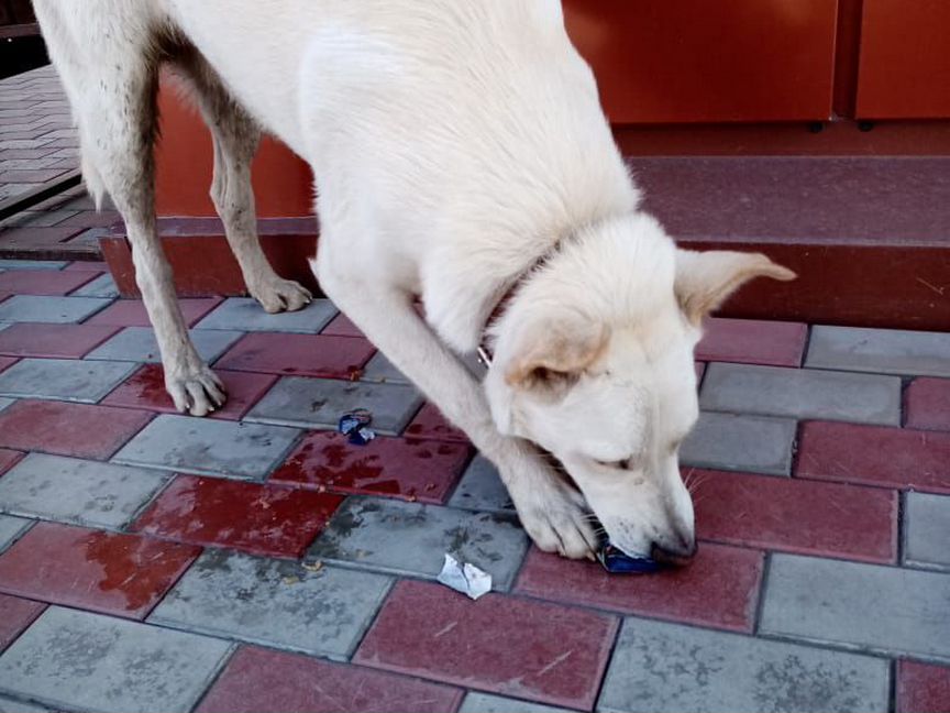 Голодная собачка потеряшка