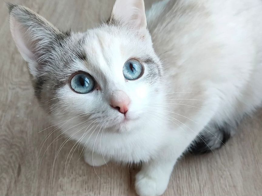 Голубоглазый котенок