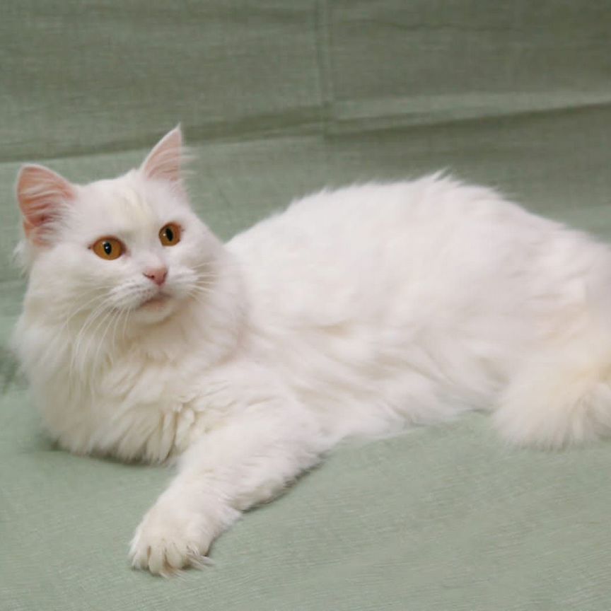 Кошечка а добрые руки