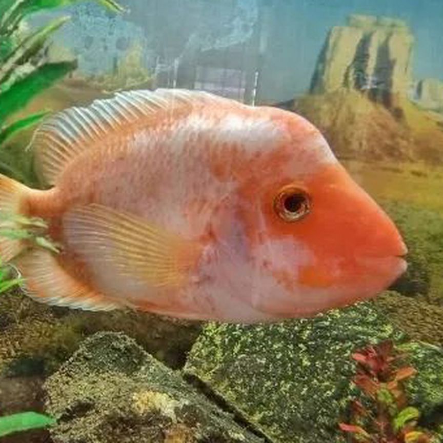 Цитроновая цихлазома