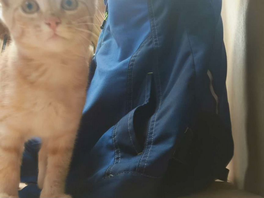 Кошки