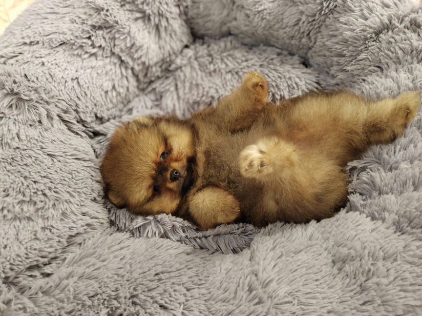 Мини мишка померанский шпиц