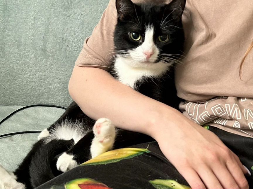 Кот Лютик в добрые руки