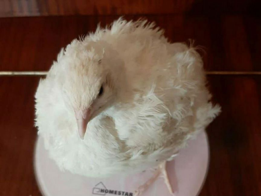 Перепелята