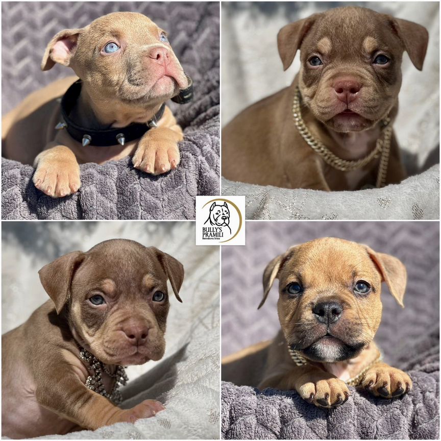 Булли детки