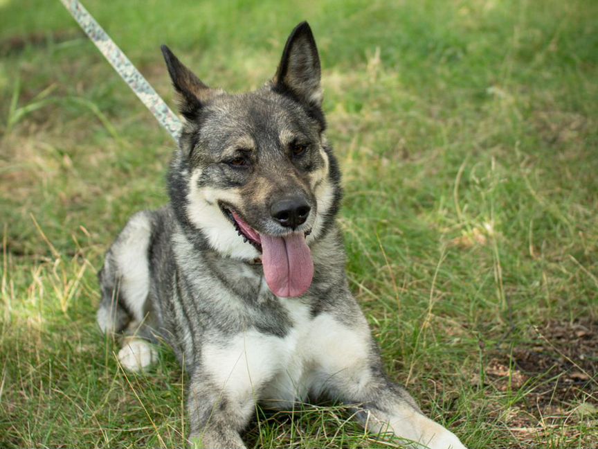 Очень красивый молодой пес ищет дом