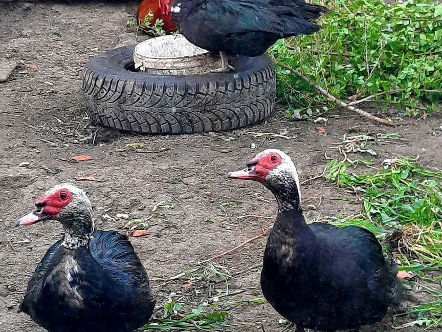 Продам семью индоуток