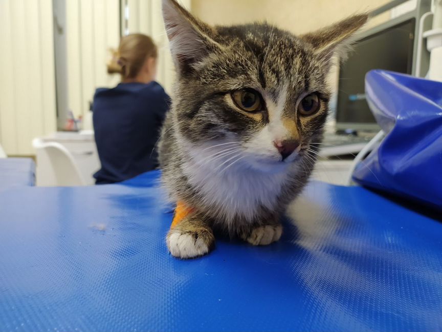 Котёнок 5 мес, девочка, бесплатно
