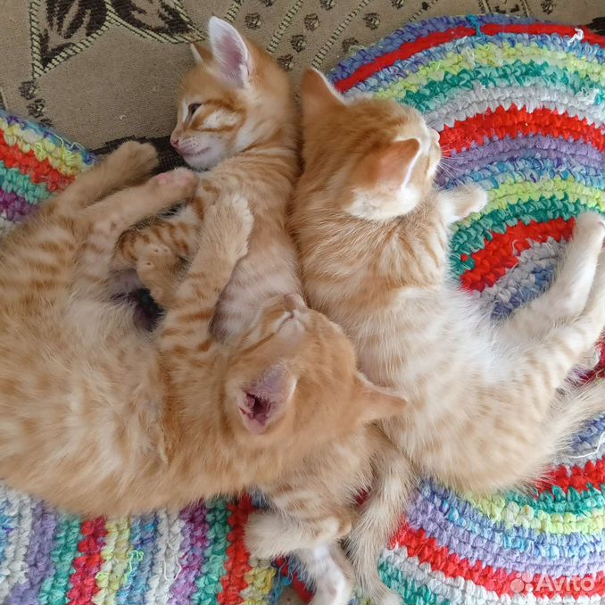 Рыжие котята девчонки