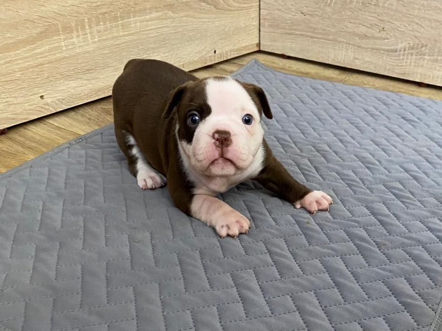 Шоколадное счастье Девочка амбулли pocket