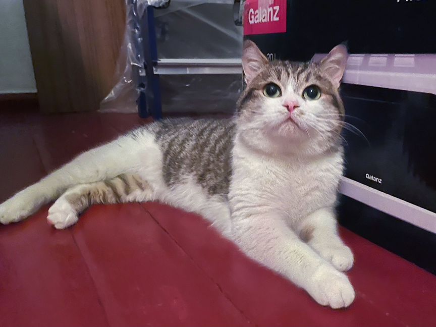 Кот Сеня ищет дом