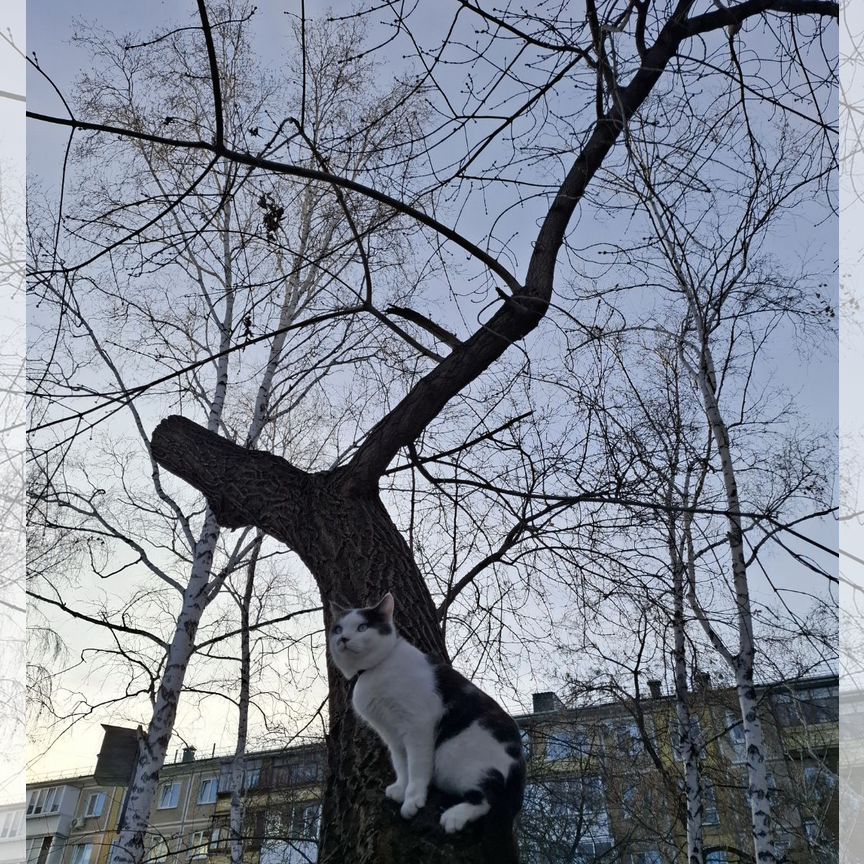 Мейн-кун, взрослый кот