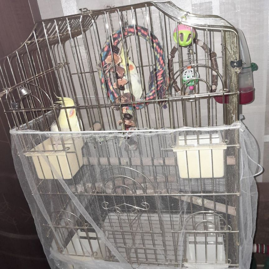 Попугай корелла с клеткой