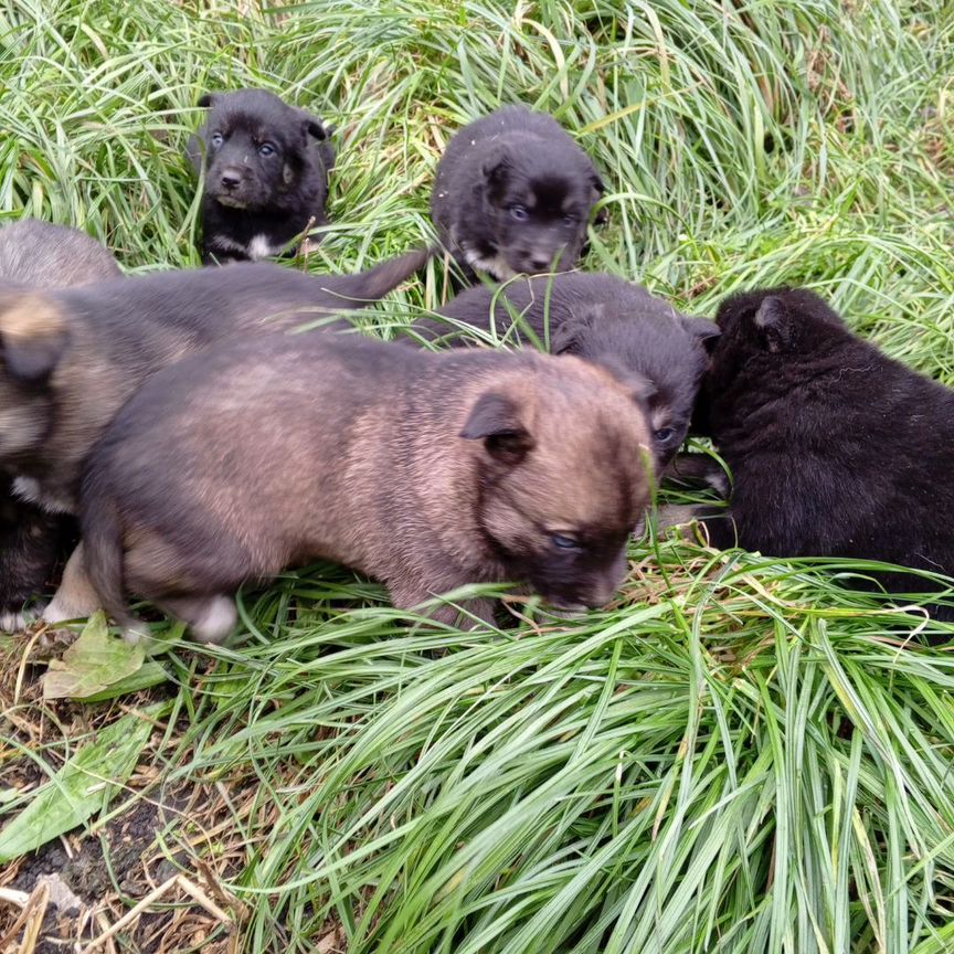 Щенки хаски в хорошие руки
