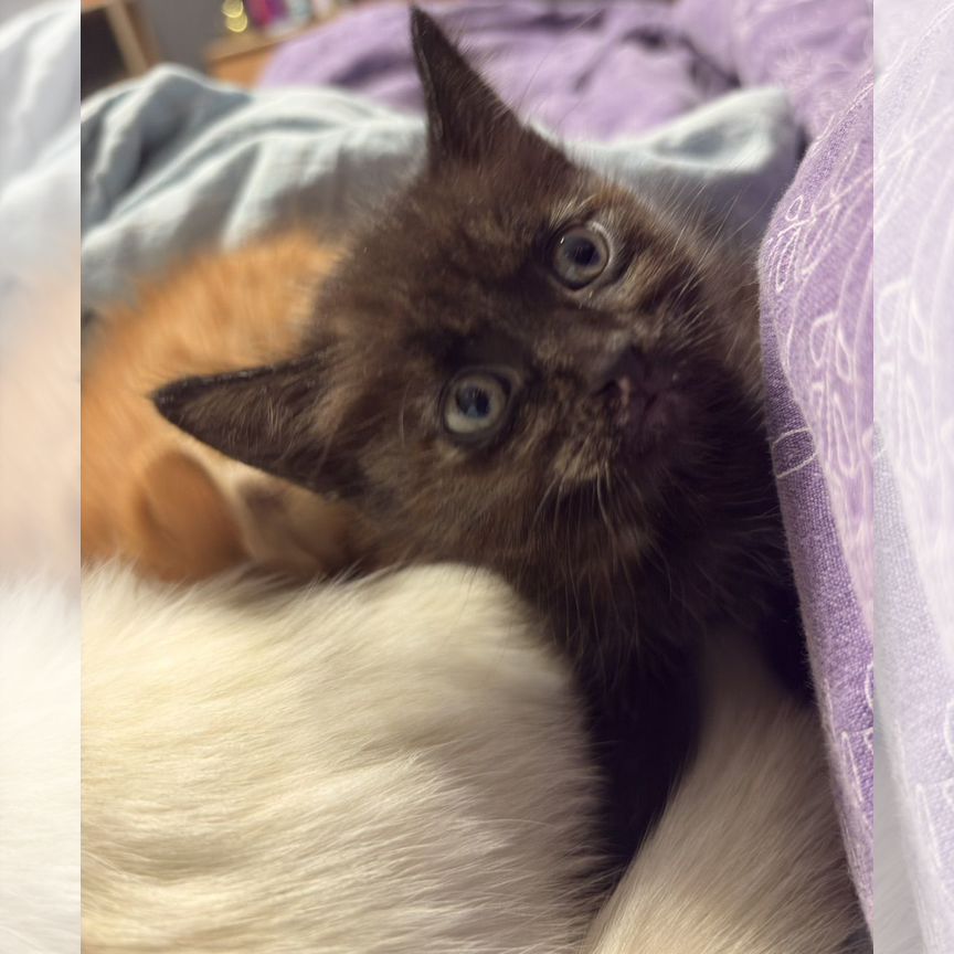 Котёнок в добрые руки