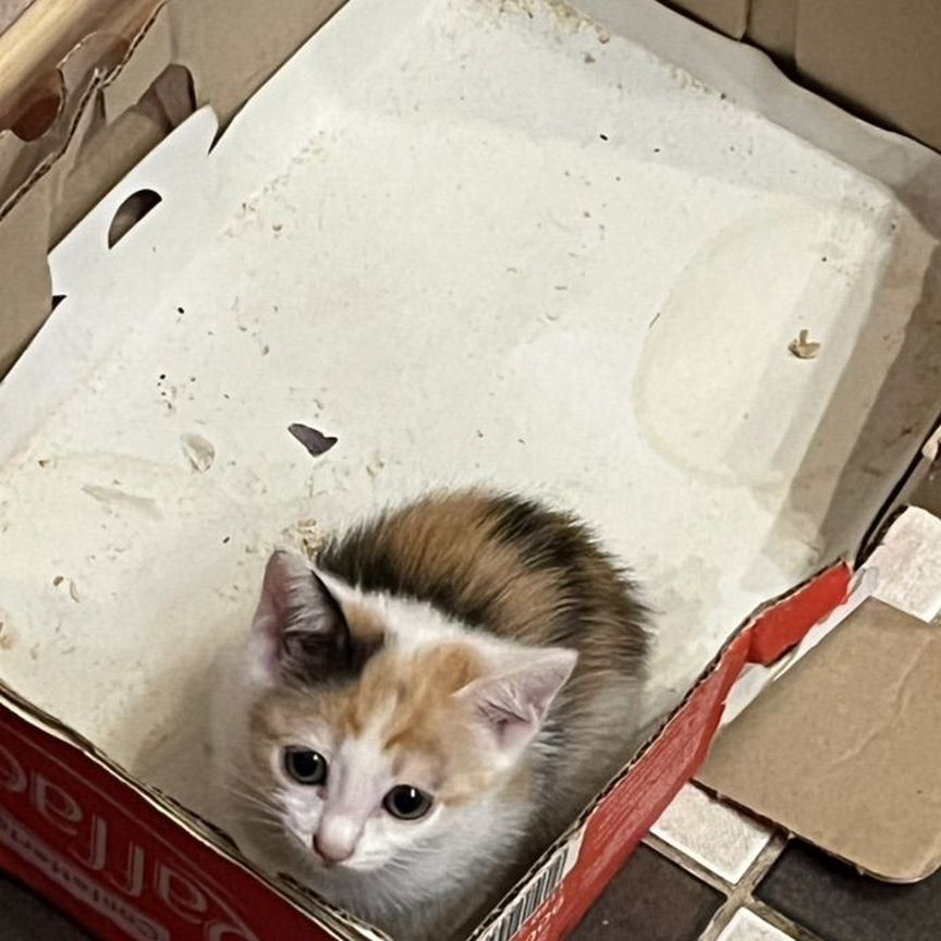 Котенок девочка трехцветная
