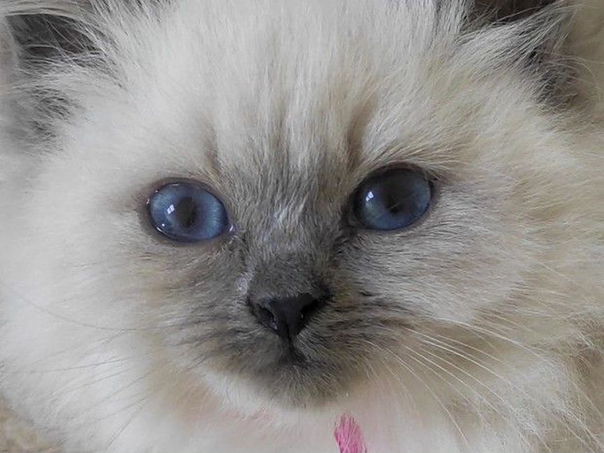 Невская маскарадная