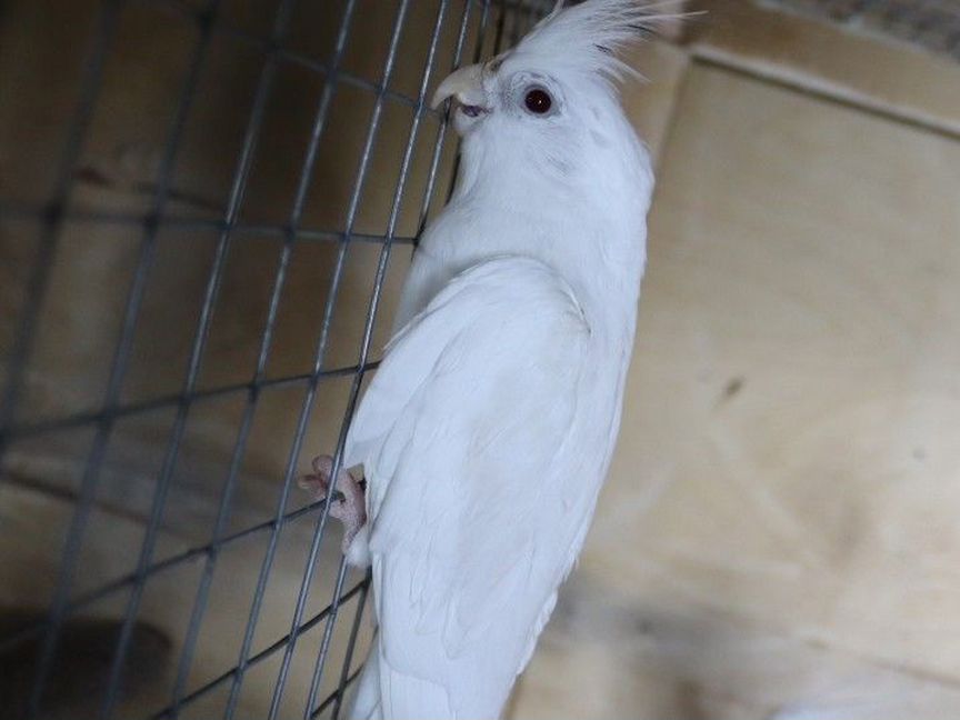 Попугай корелла