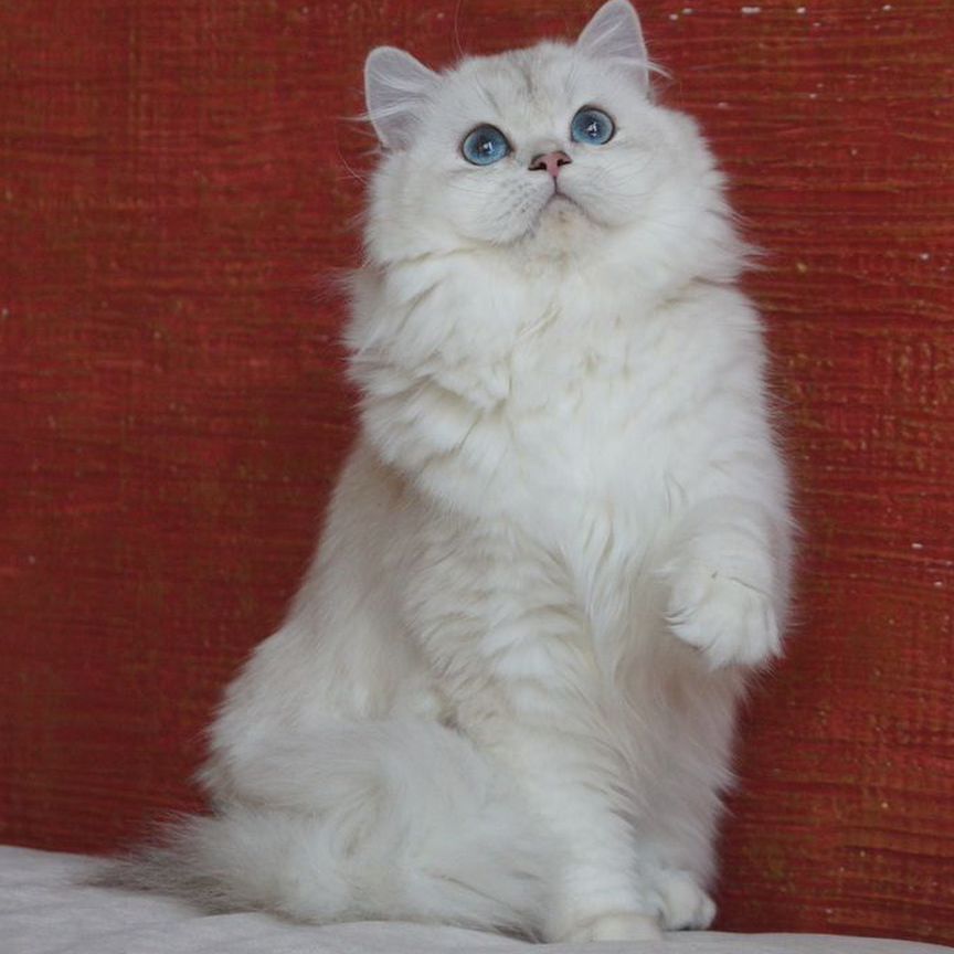 Шотландский прямоухий длинношёрстный котёнок