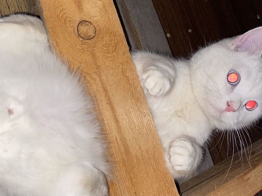 Шикарный котик ищет дом