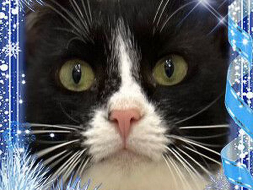 Замечательная умная ласковая кошечка ищет дом