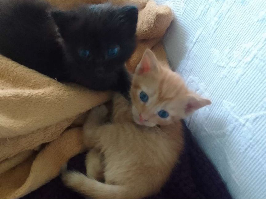 Кошка