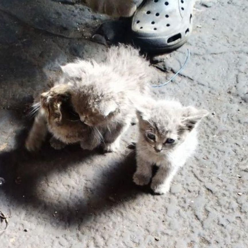 Котята