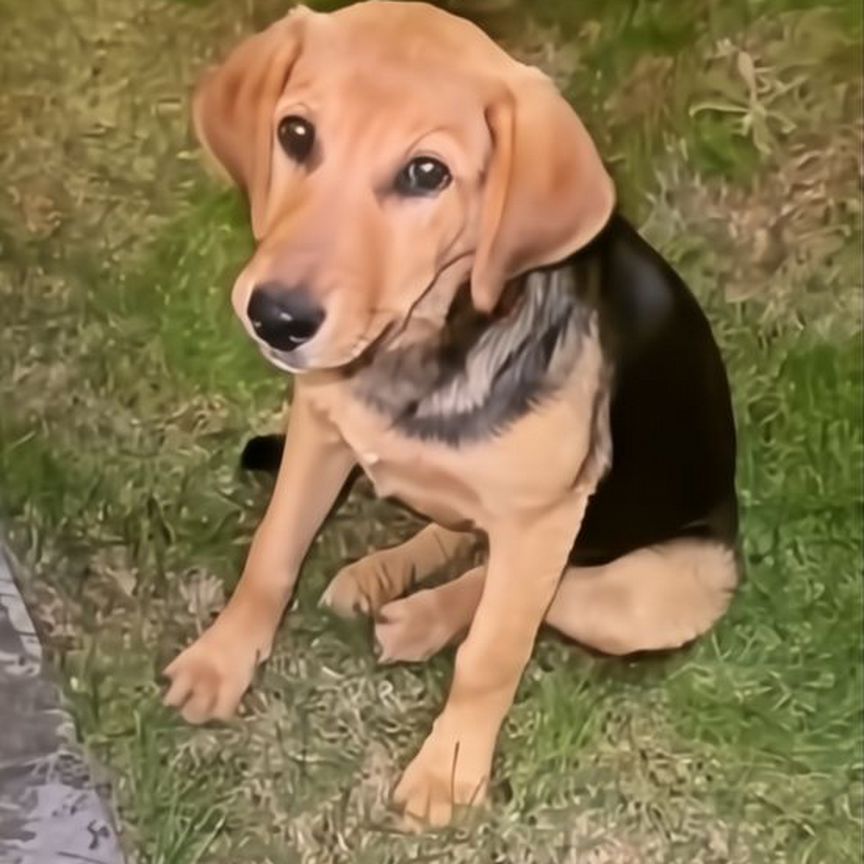 Щенок в добрые руки