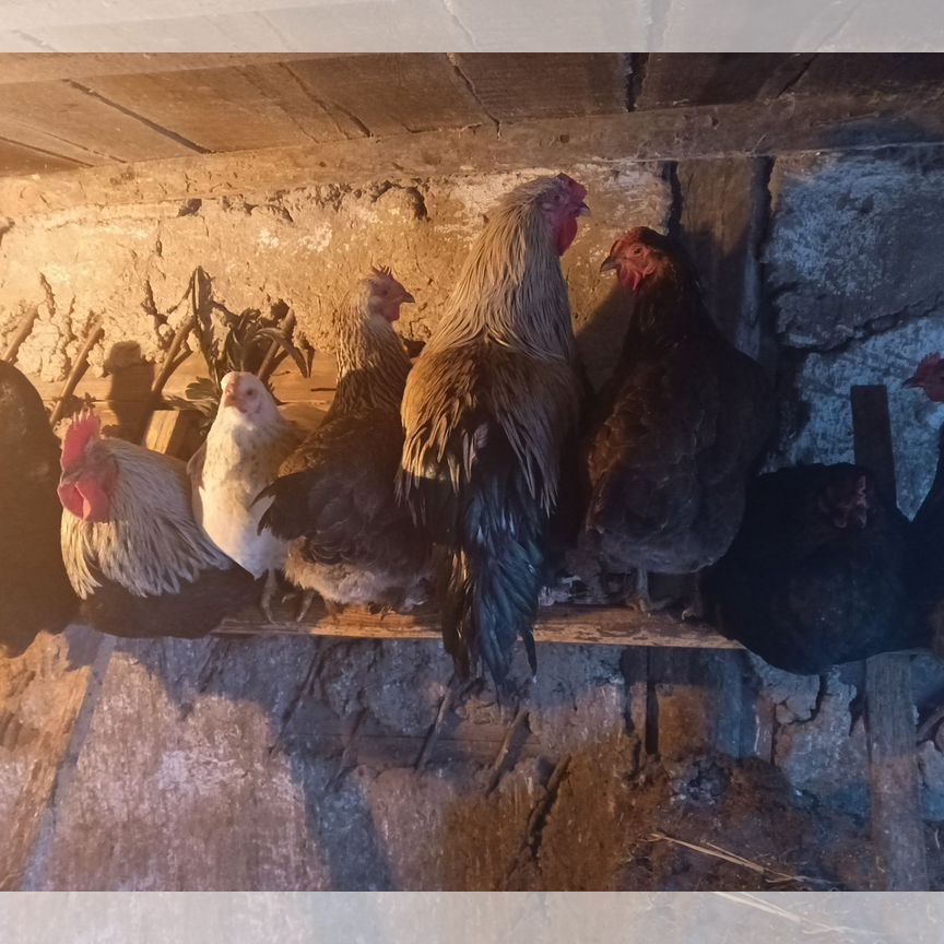 Куры домашние