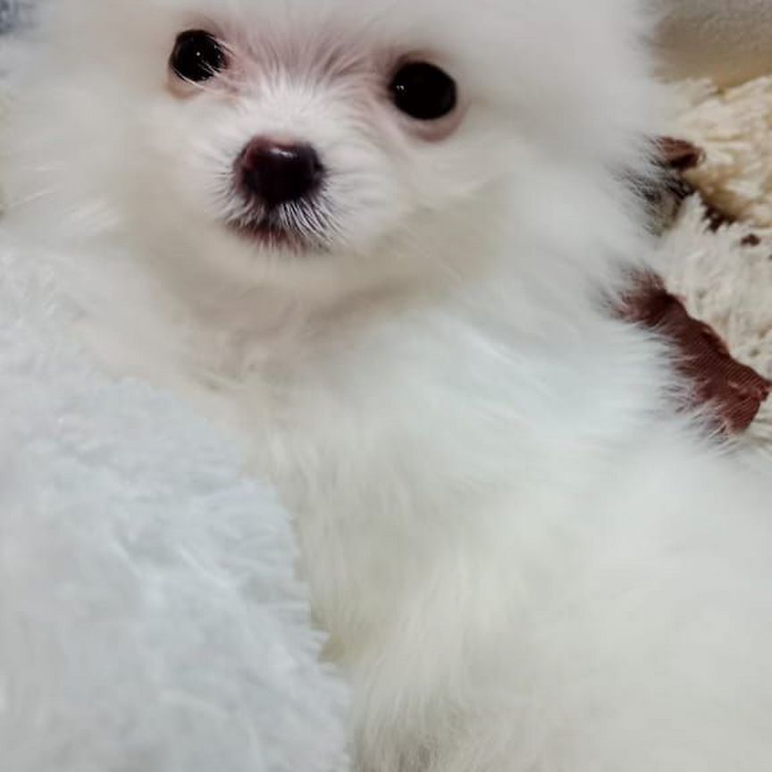 Щенки шпица мини