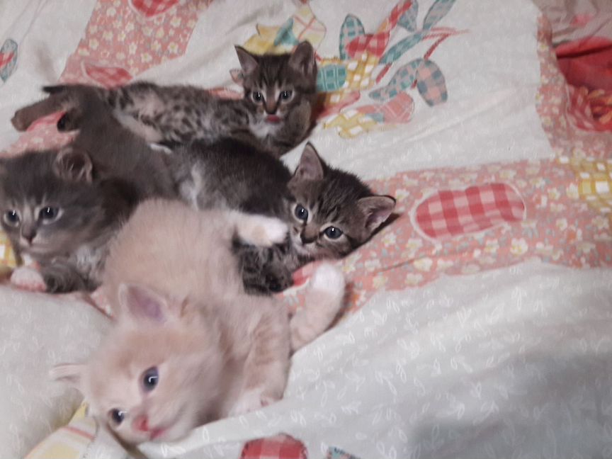 Котята в добрые руки даром