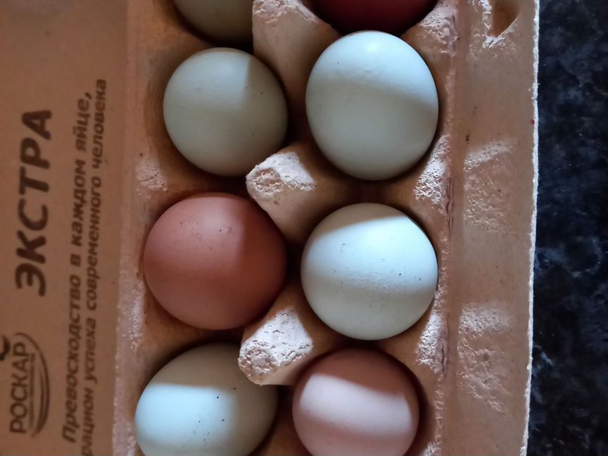 Домашние куриные яйца