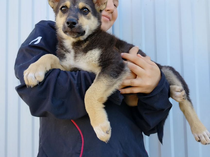Щенки помесь немецкой овчарки