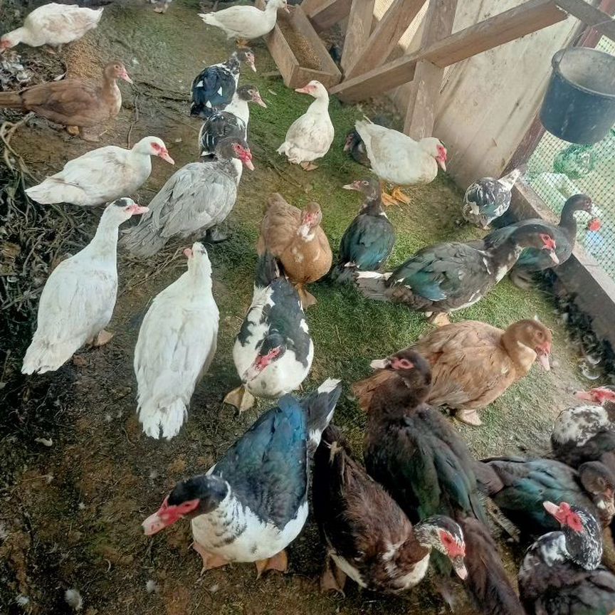 Селезень индоутки, самец иньдюк, куриные яйца