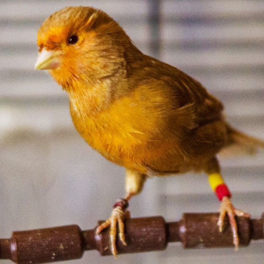 Цветные канарейки