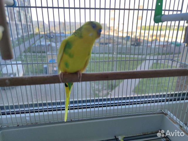 Подарю придурка с клеткой)