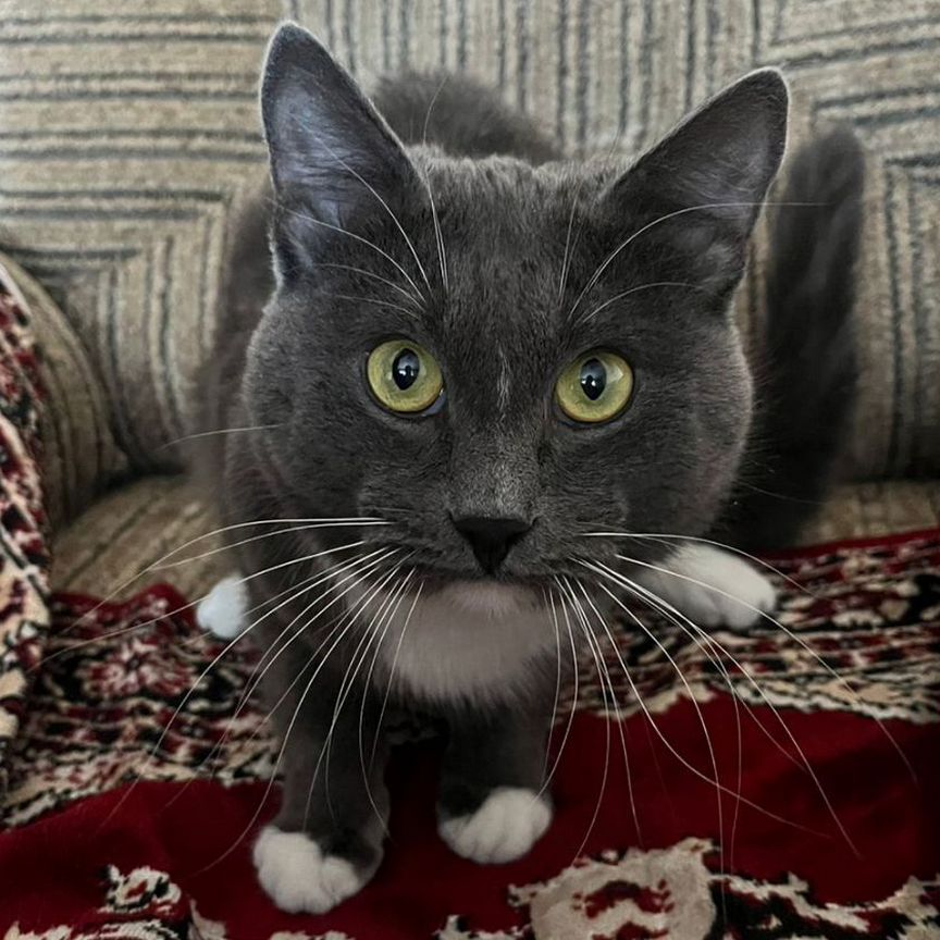 Экзотический короткошёрстный, взрослый кот