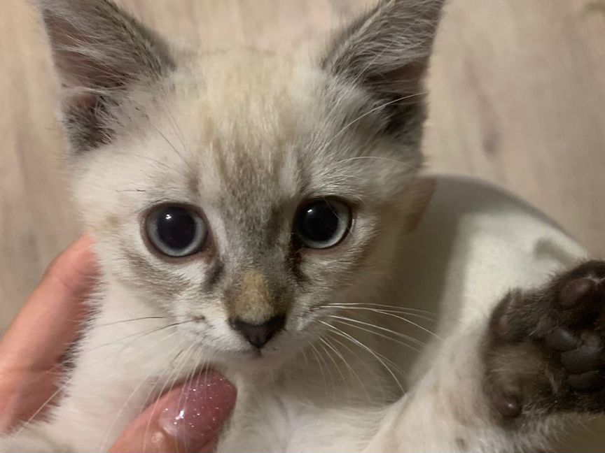 Сиамский котенок мальчик